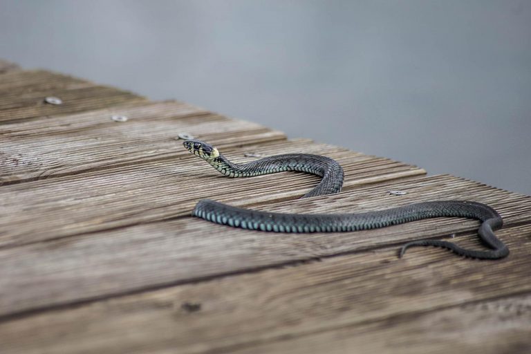 Zaskroniec zwyczajny - dzikie zwierzę spotykane w Polsce - www.naturim.pl